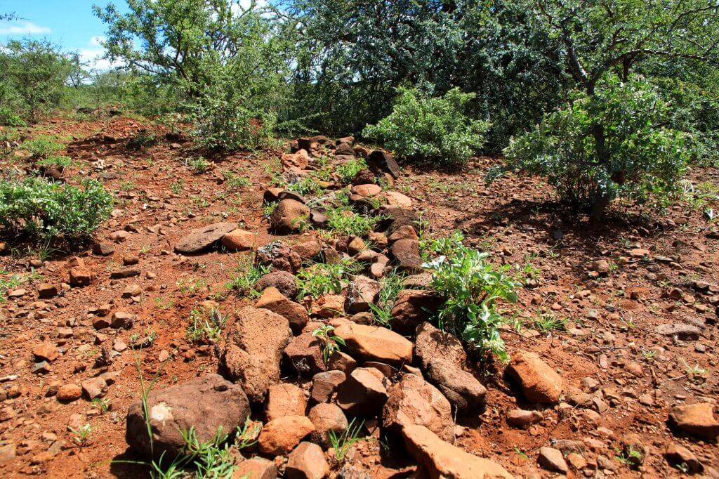 Regreening work in Kuku, Kenya | Projects | Justdiggit